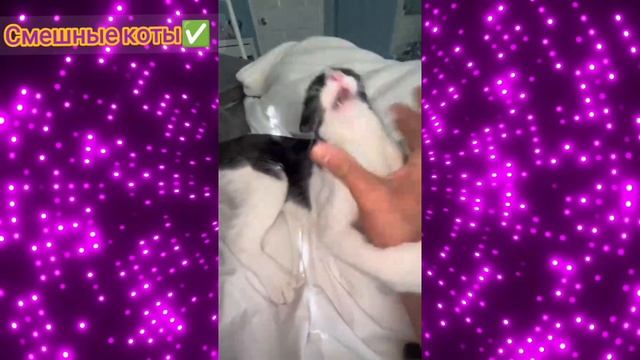 Смешные коты Подборка #30/ Забавные видео про домашних животных/ Смотреть приколы про котиков 2025