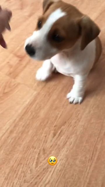 невинные собаки идут разминировать поля