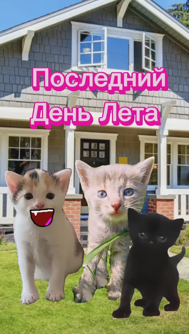 Недели котёнок Shorts (17)