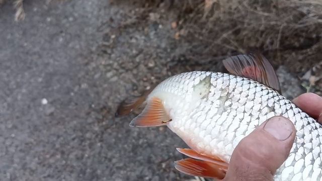 Рефтинское , Апрель 24г. радовал .