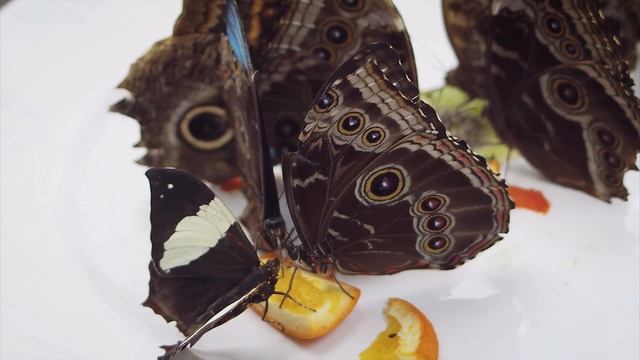 6600498-hd_1920_1080_24fps