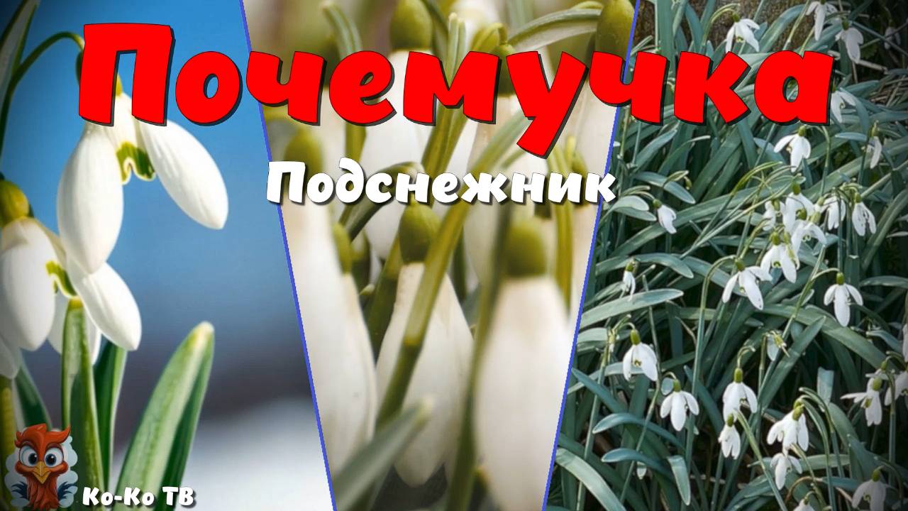 Почемучка - интересные факты про подснежник первоцвет. Детское развивающее видео.