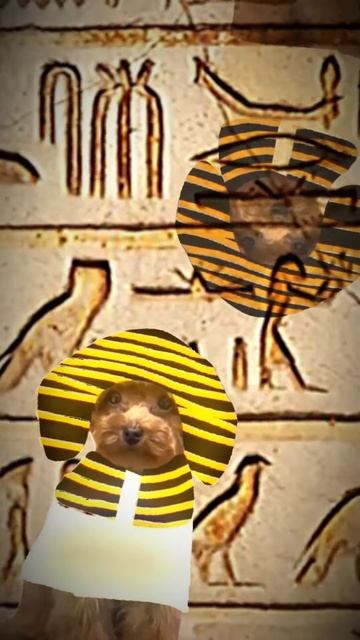 Недели котёнок Shorts (24)