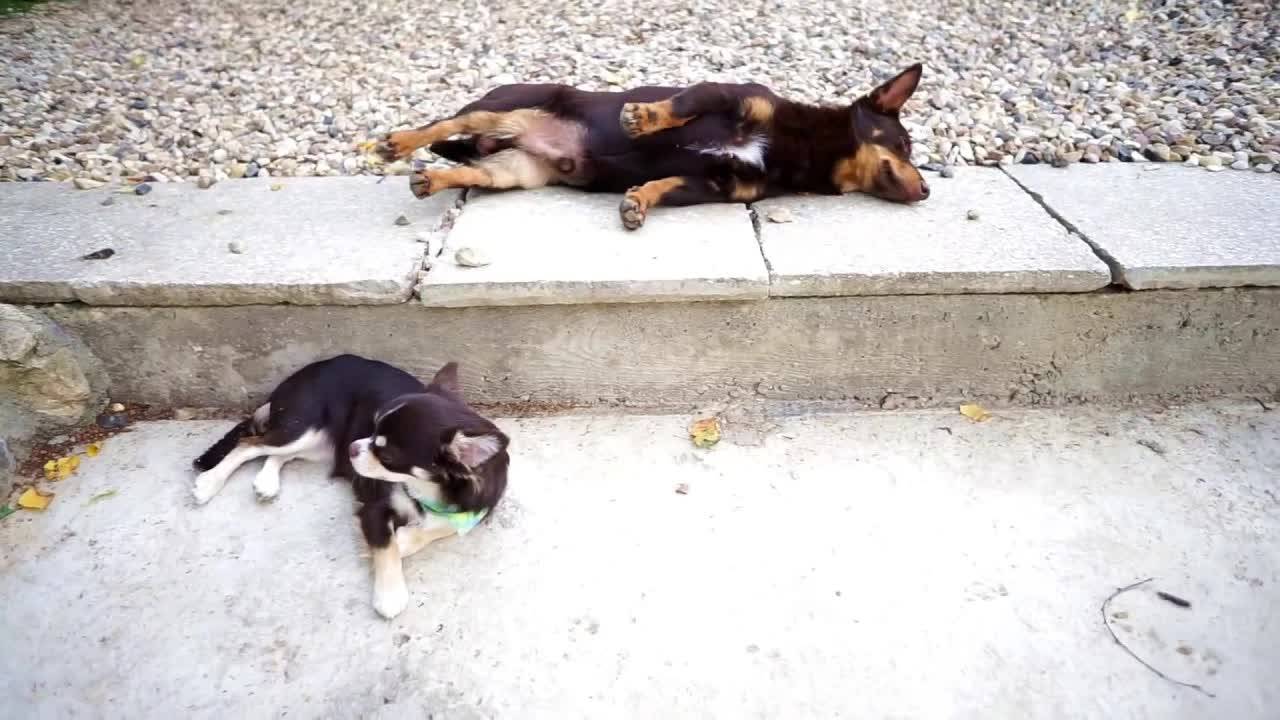 Покемон Юми Чу в центре скандала: любовь, ревность и разборки 💔🔥