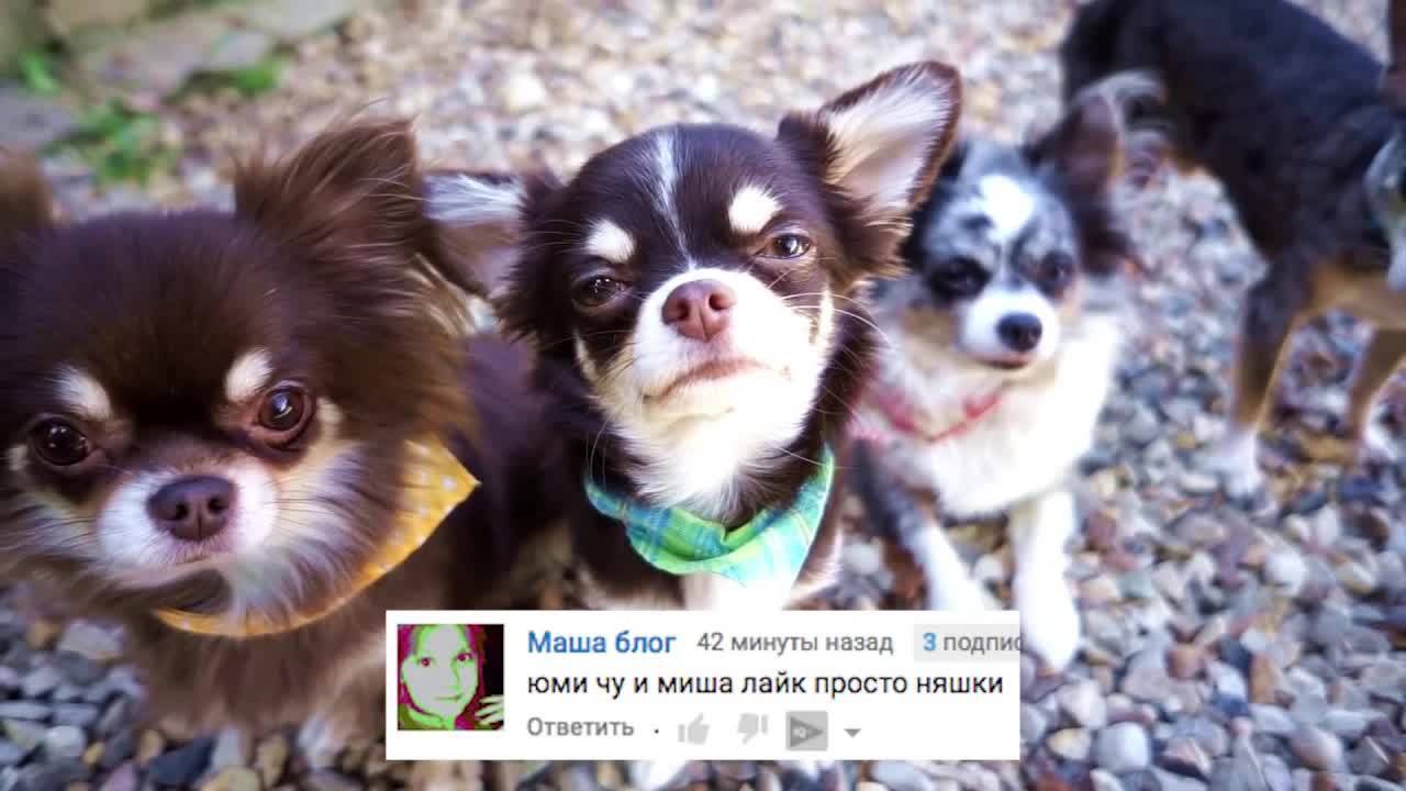 Море, солнце и собаки: как Софи и Эйван проводят время ☀️📹