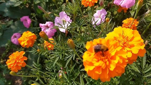 Мой цветник-краски лета.