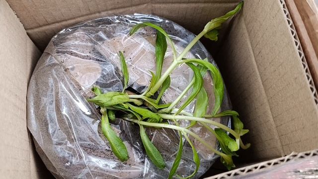 Подарок из Санкт-Петербурга