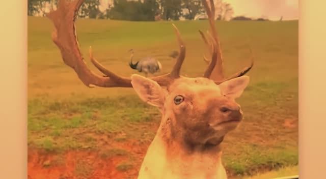 В мире животных