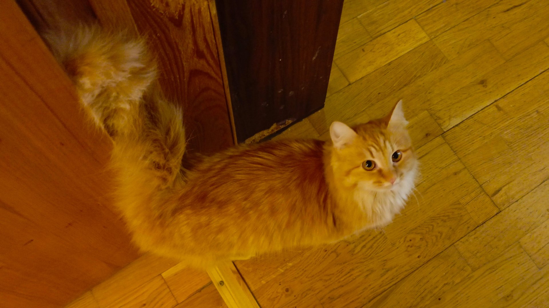 Стихи о рыжей кошечке охотнице на мышей.