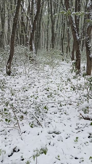 Снег в апреле в Ставрополе. Опять зима пришла в Ставрополь нежданно, негаданно
