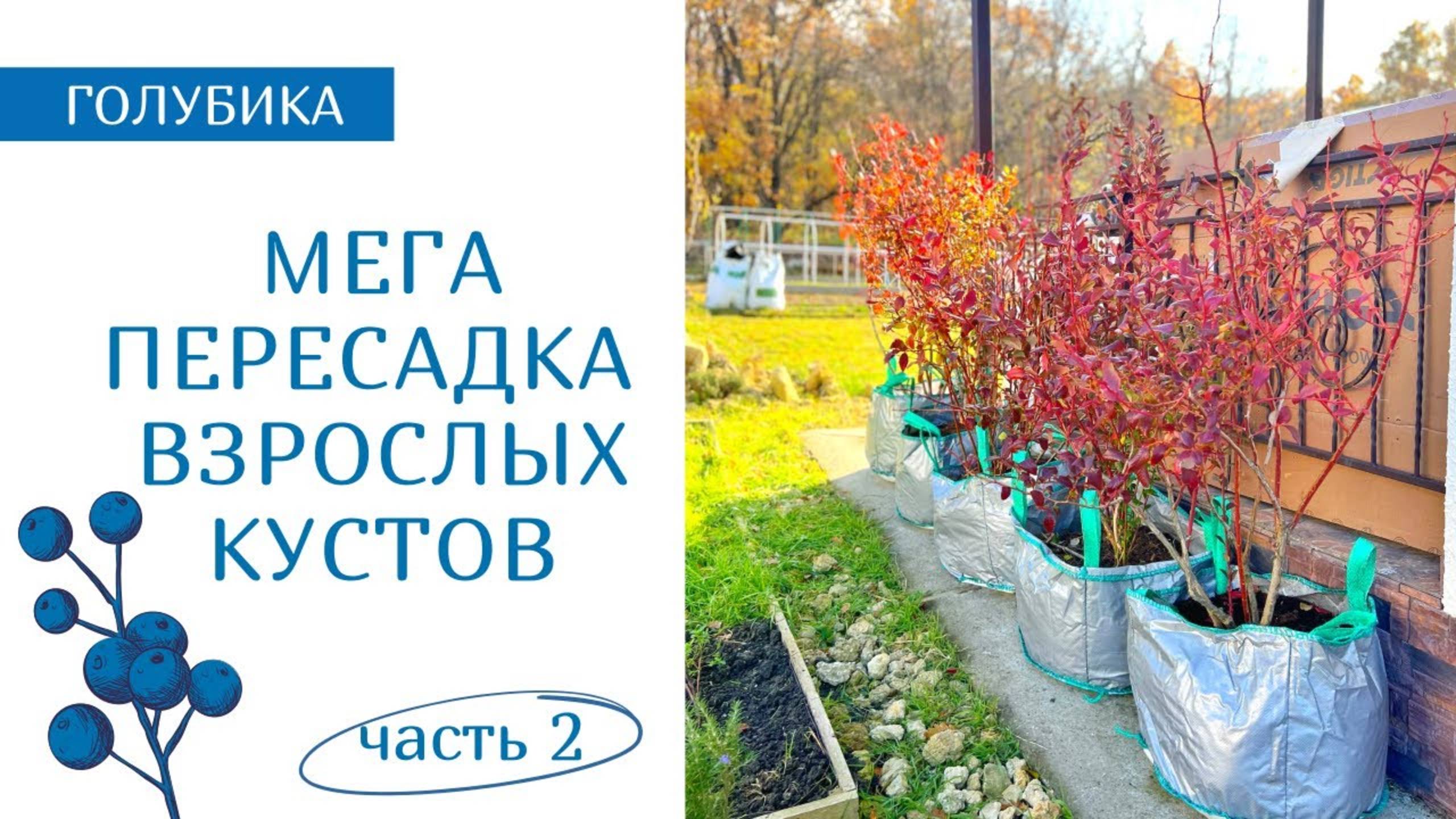 Посадка взрослых кустов голубики