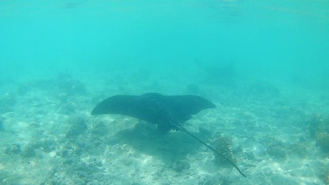 Скаты - Орляки (Aetobatus narinari). Египет.