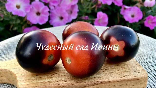 Любимые сорта от Freshtomat. Часть 2. Биколоры