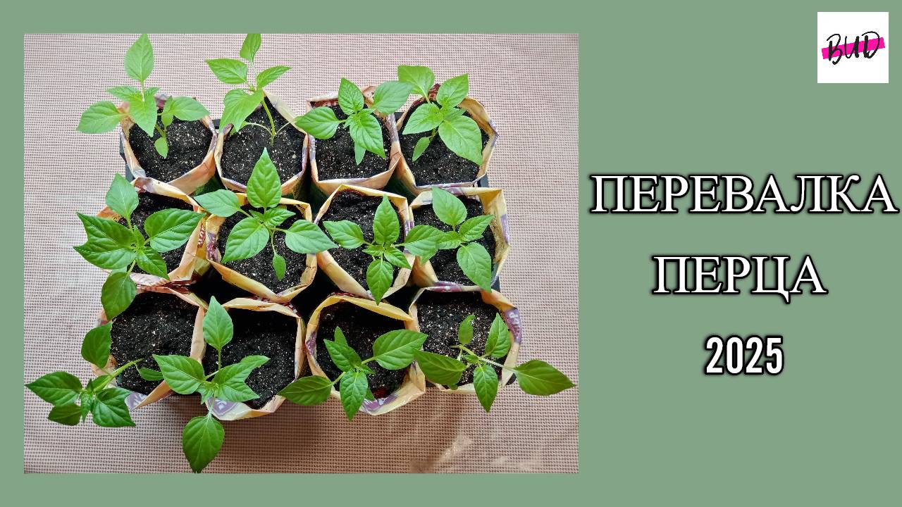 ПЕРЕВАЛКА ПЕРЦА 2025.