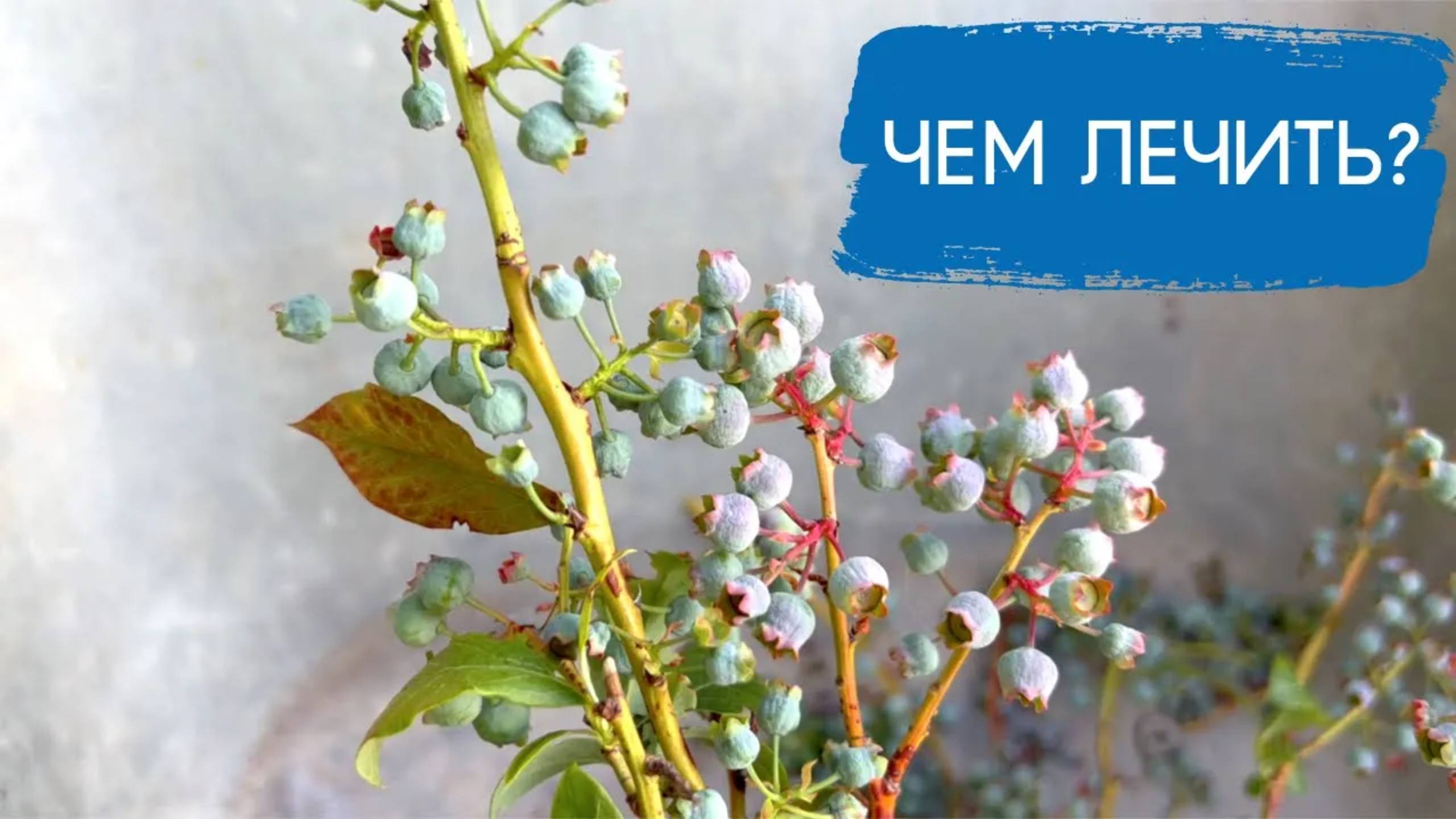 Профилактика и лечение голубики от антракноза новым препаратом|Подсаживаю однолетку