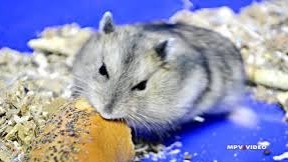 Как рождаются хомячки