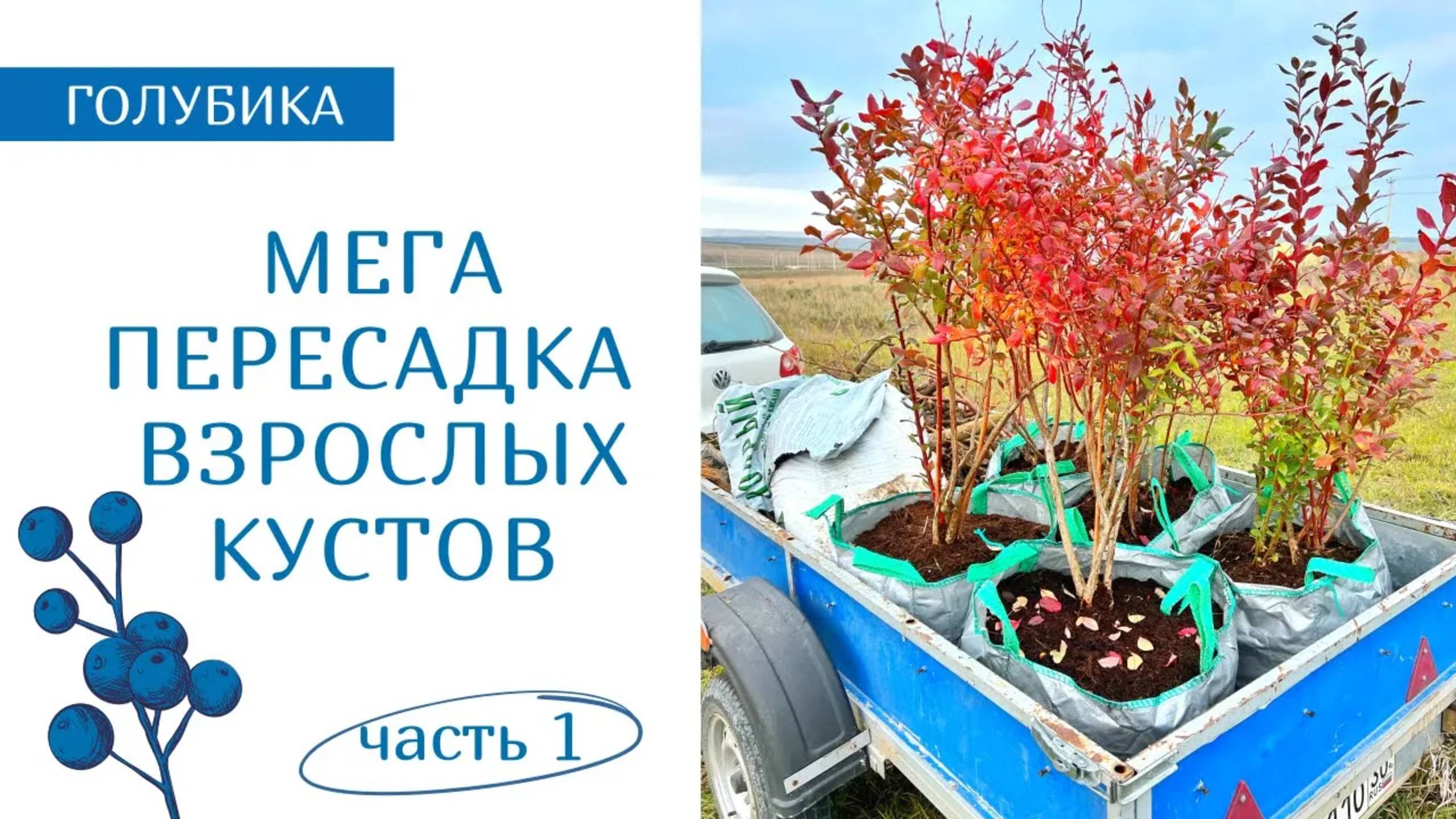 Выкапываем взрослые кусты голубики|Переезд на новое место