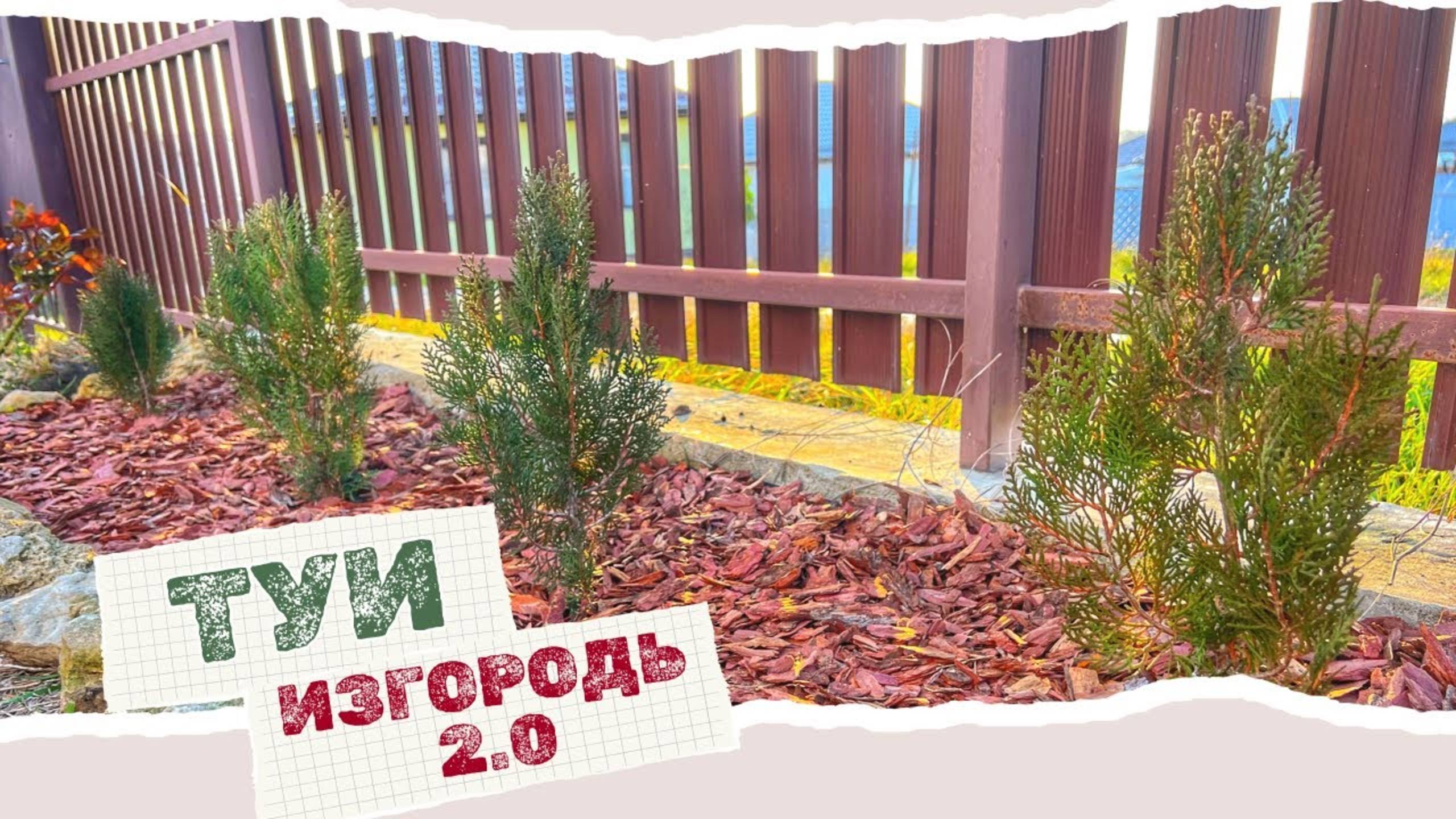 Теперь мои туи - ИЗГОРОДЬ|Пересадила туи с поля