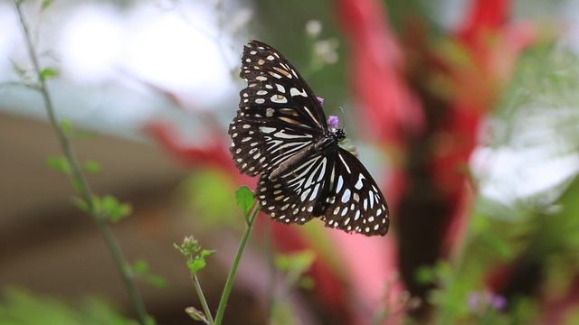 9672687-hd_1920_1080_24fps