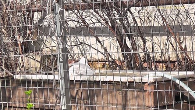 Брачный ритуал карликовых уток, спаривание на воде в ванной