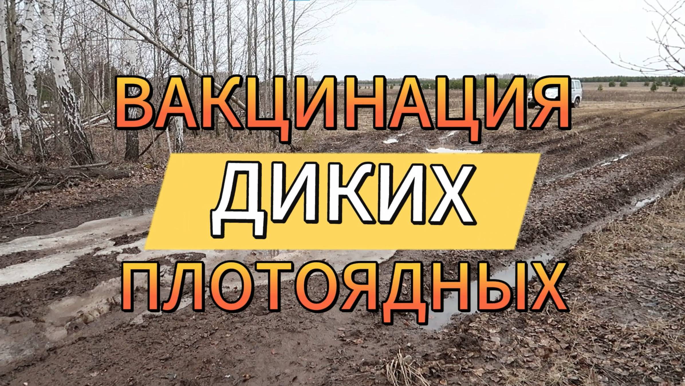 Вакцинация диких плотоядных животных.