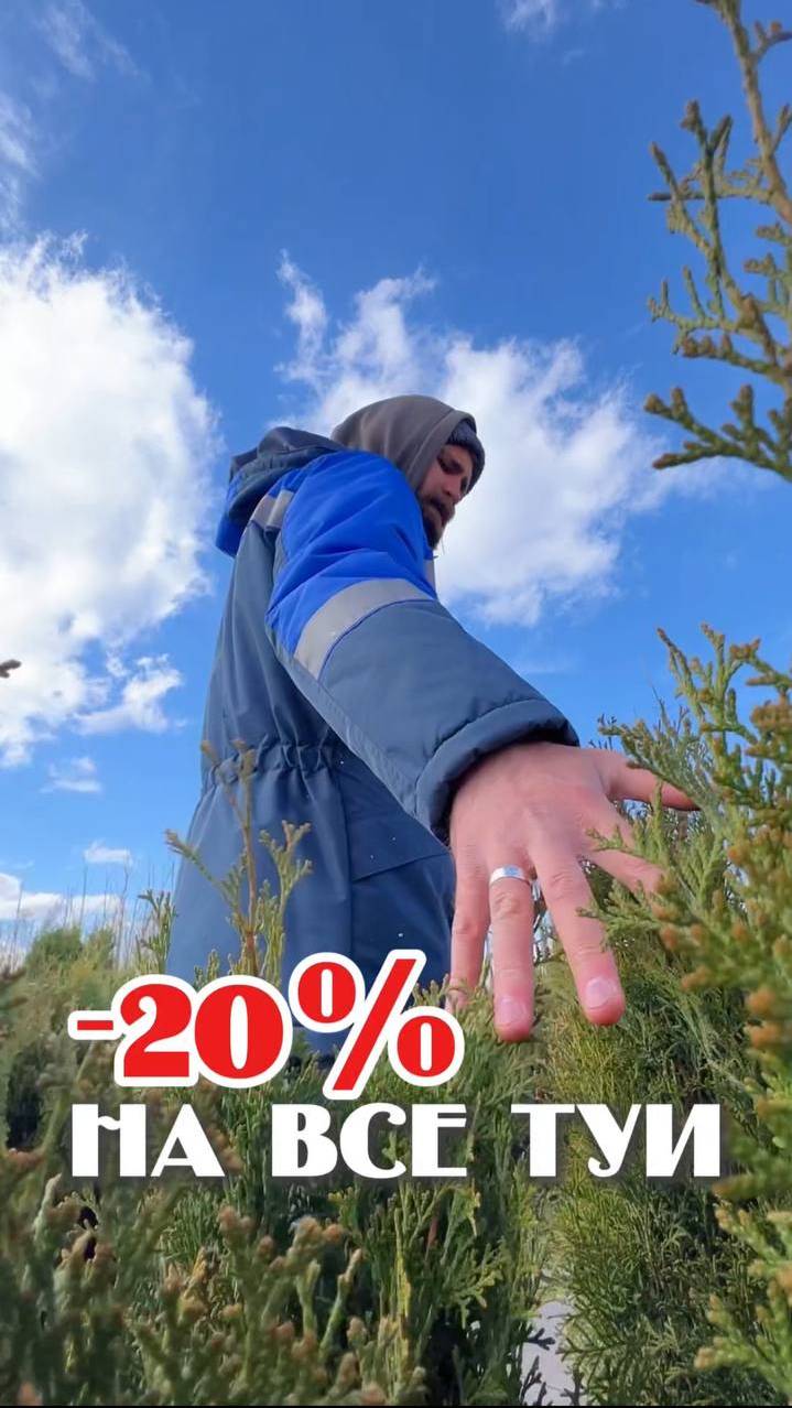 Твои любимые туи ждут тебя!