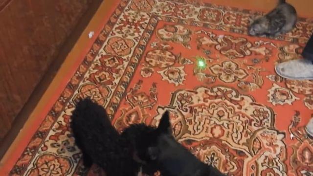 Как кошка с собакой. Часть вторая. Лазер.