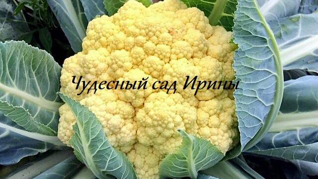 Обзор семян капусты. Сезон 2025