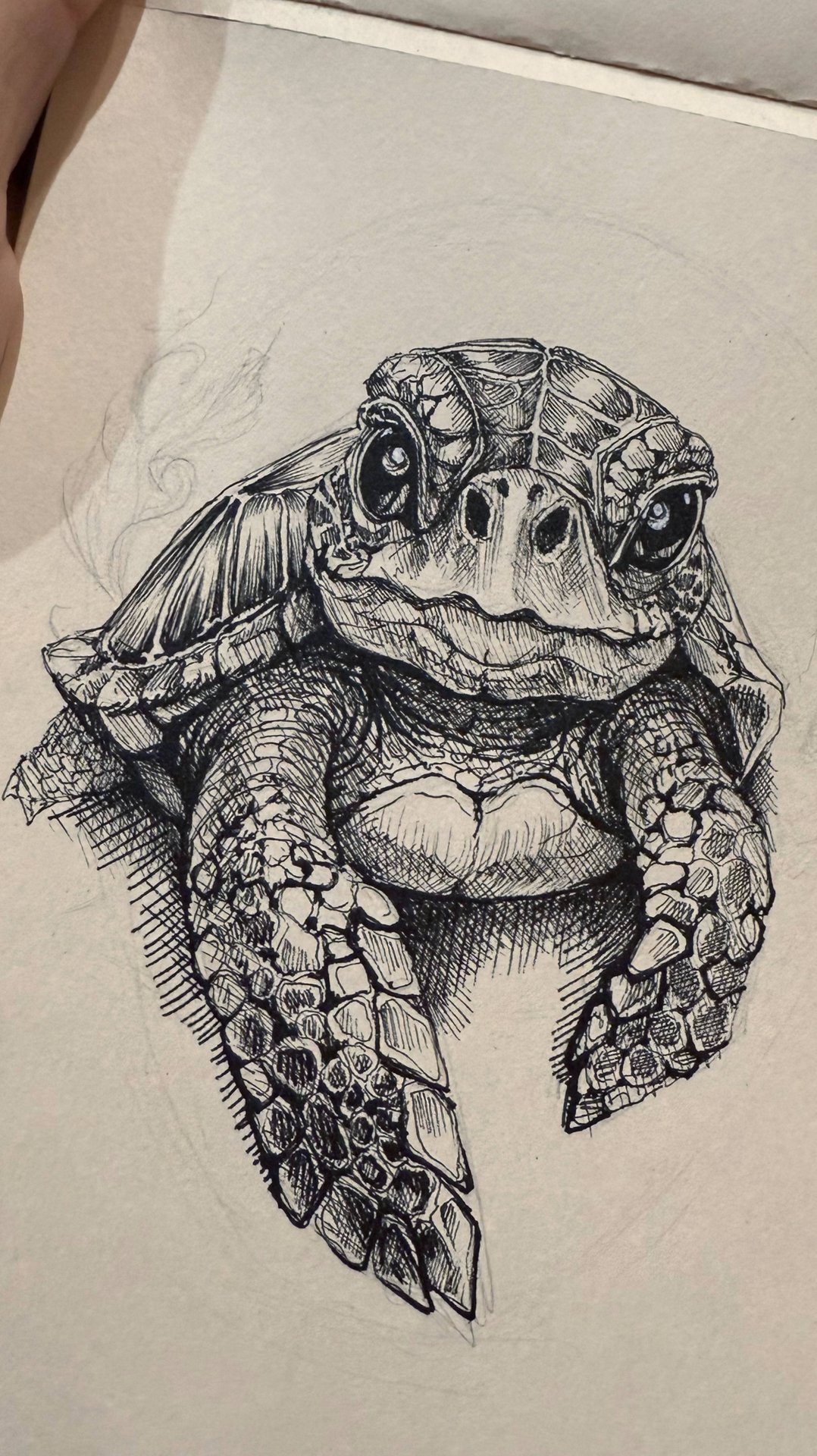 🐢🖤🩵🖤🐢