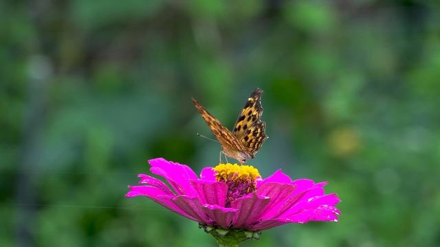 6162058-uhd_3840_2160_30fps