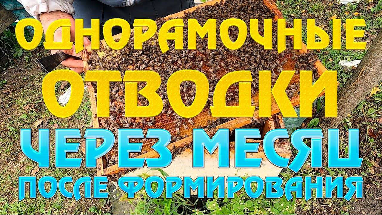 Однорамочные отводки через месяц после формирования.