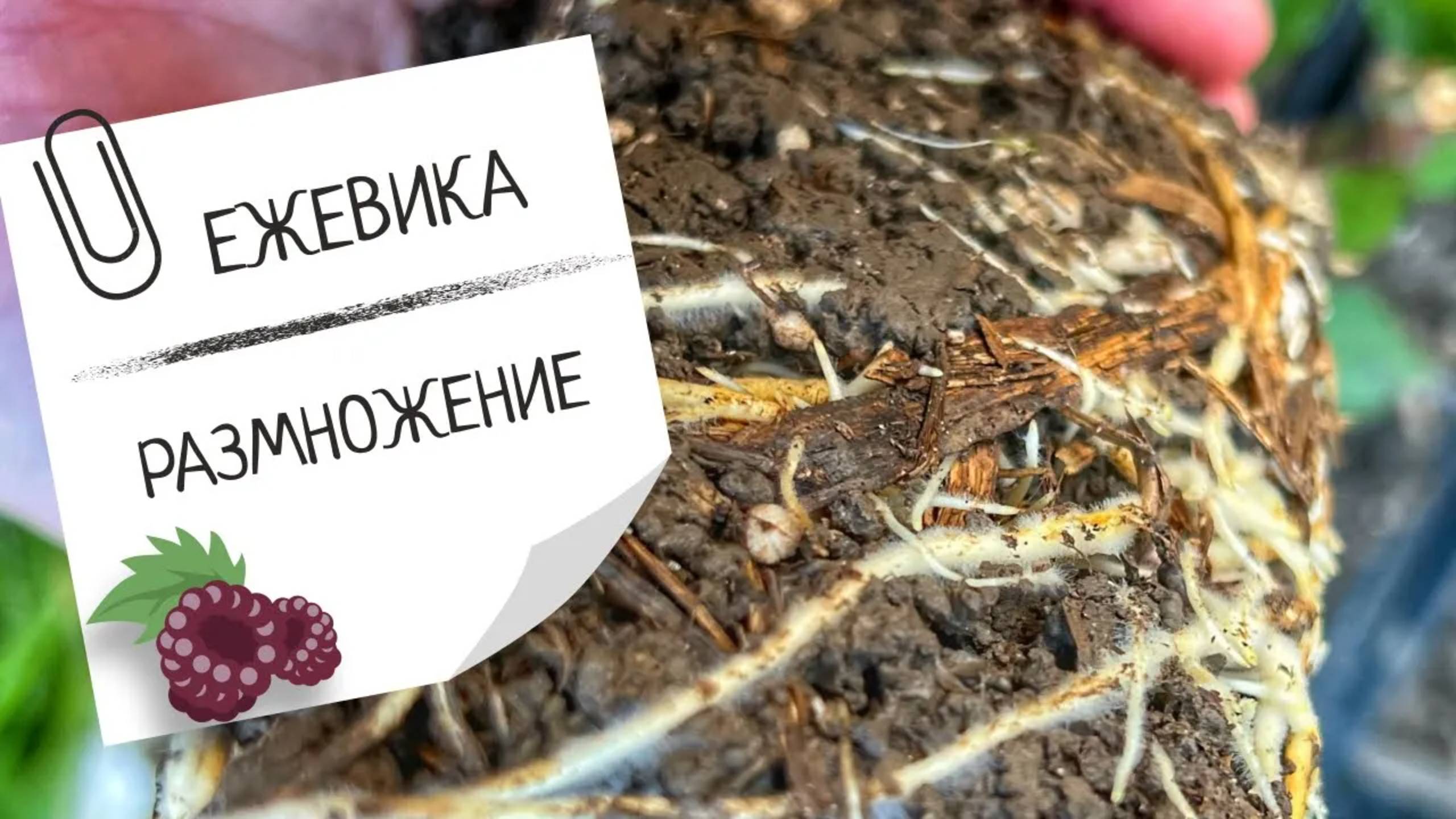 Как размножить ежевику|Свои саженцы ежевики