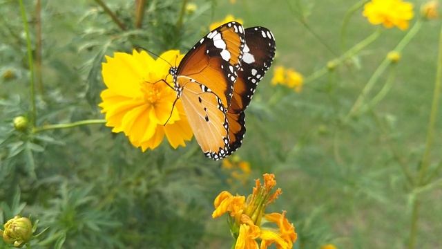 5092549-hd_1920_1080_30fps