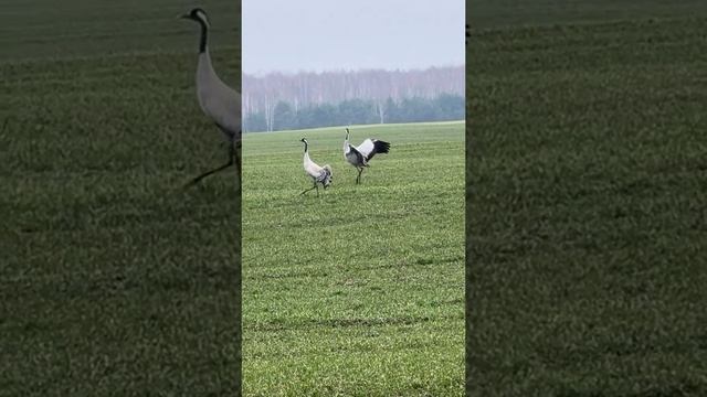 Журавли прилетели!