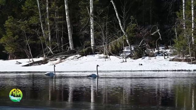 Пара лебедей-кликунов в заповеднике "Кивач". 08.04.2025