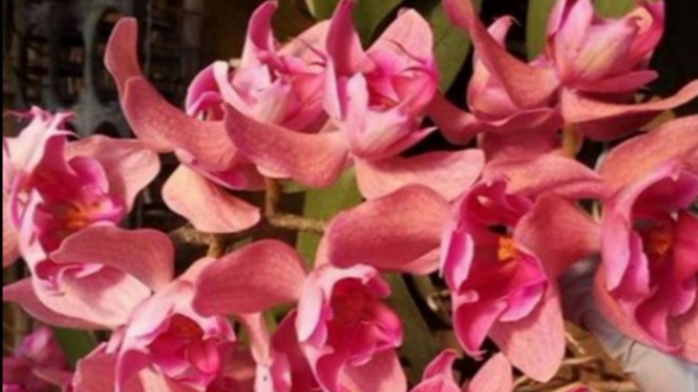 П-7. Ч-3. Пересадка фаленопсисов из седьмой посылки. Часть 3