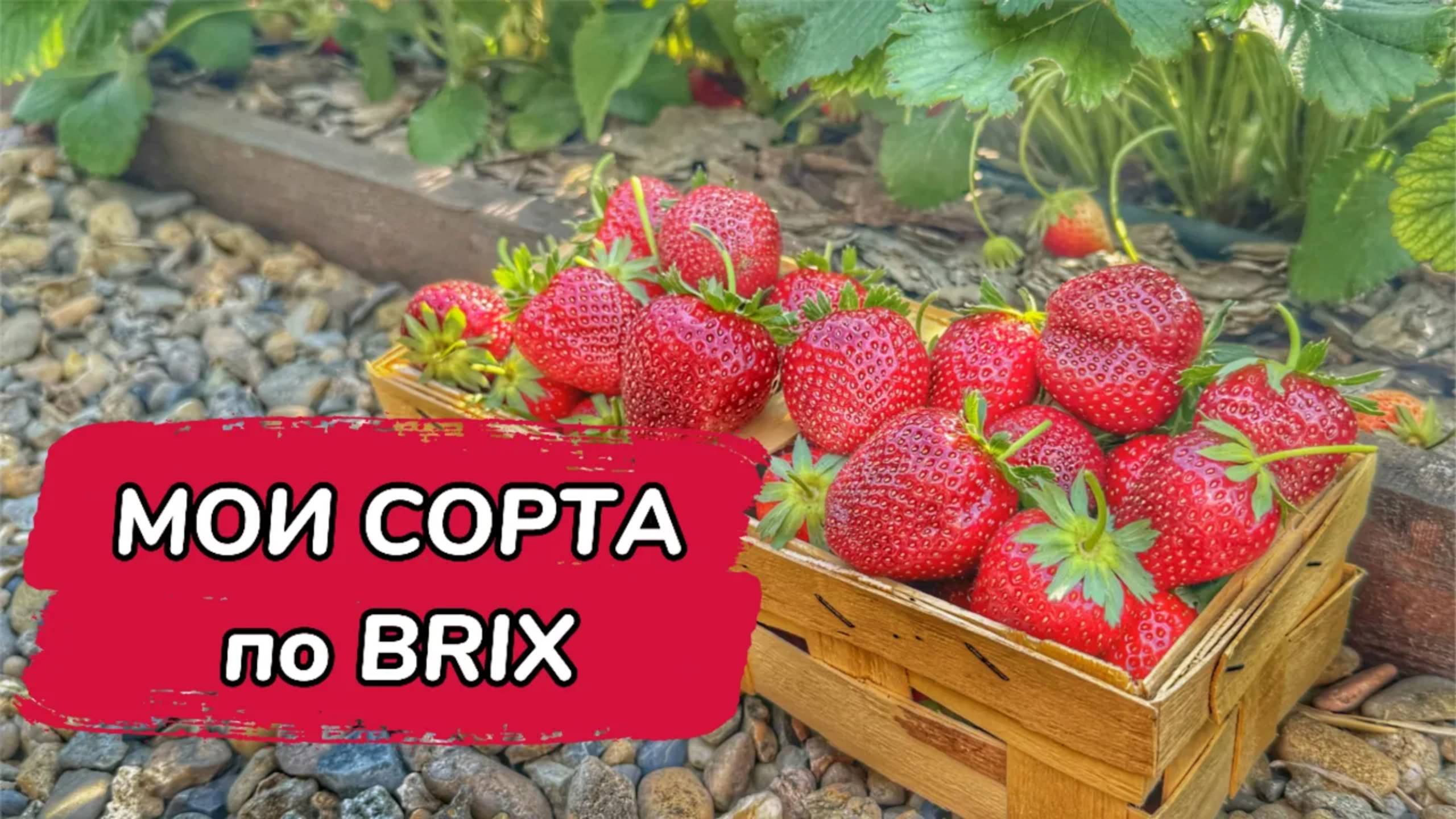 Обзор классных сортов клубники, уход и подкормка клубники|Измеряю сахар по Брикс