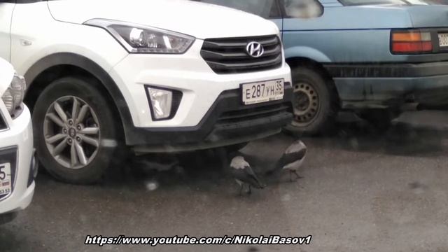 Вороны.Кузовные работы