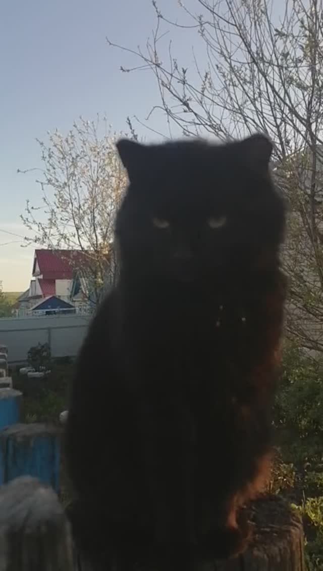 Черная кошка.