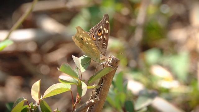 9267834-hd_1920_1080_24fps