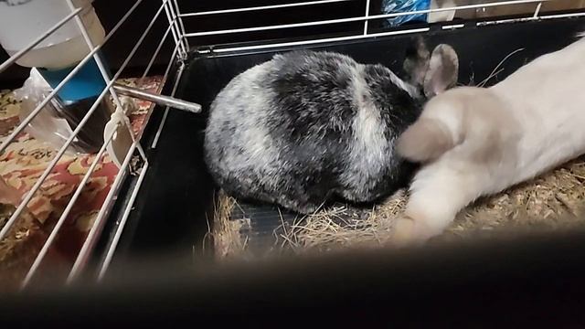 Кролики дома, смотрите что они вытворяют 👺👍🔥🆘👺