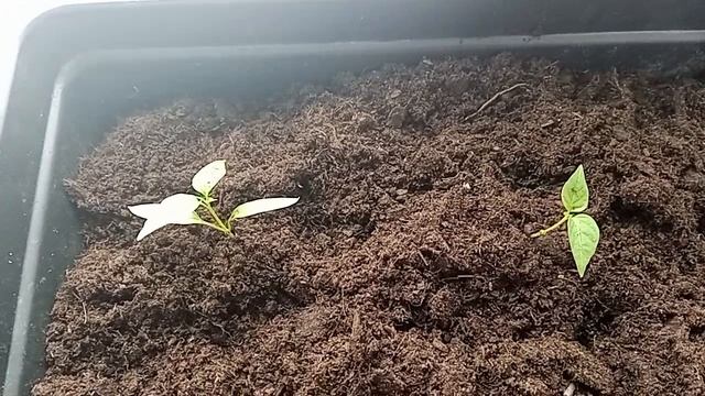 Выходила томаты.  9.04.2025