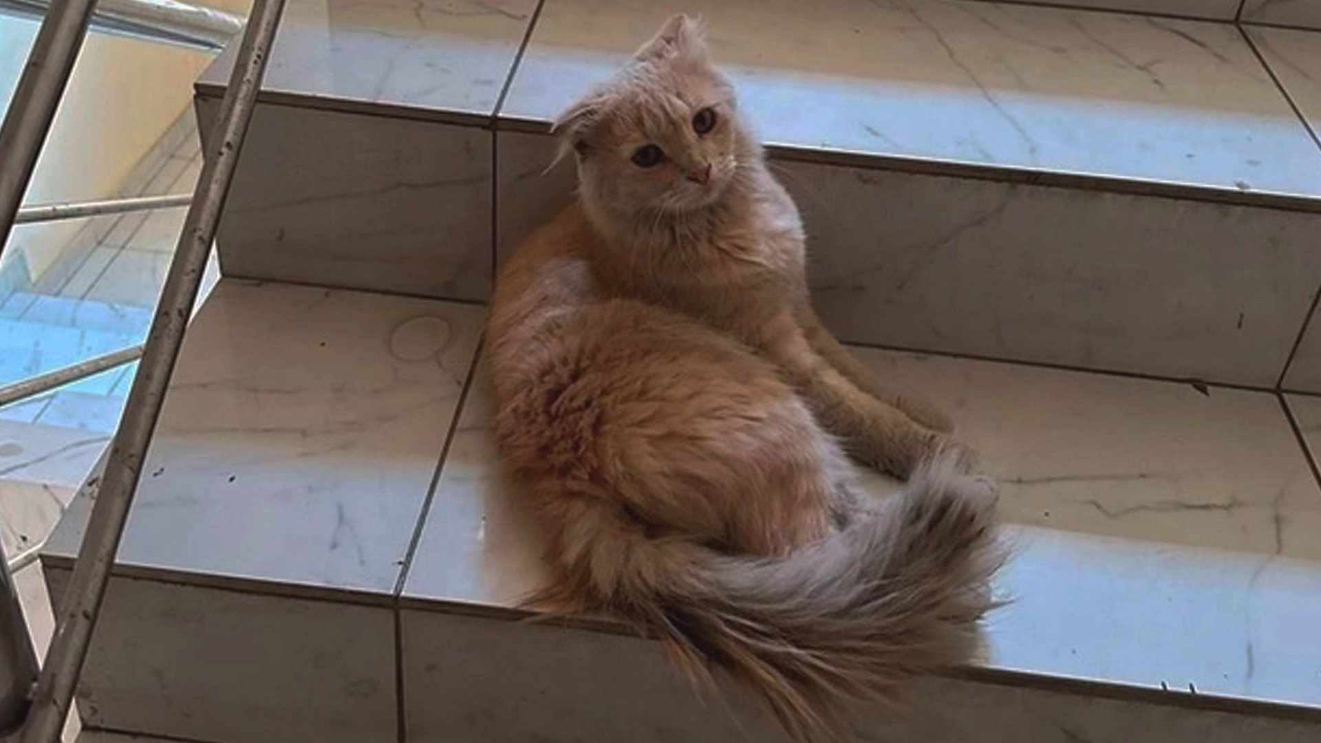 Котика, которому больно ходить даже по камням, выгнали в холод, в снег и мороз