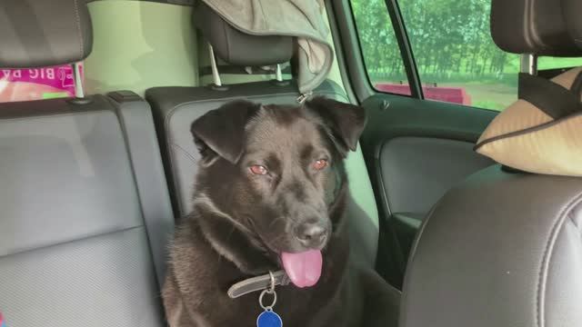 Из НиНо на Алтай с собакой. 2022 год