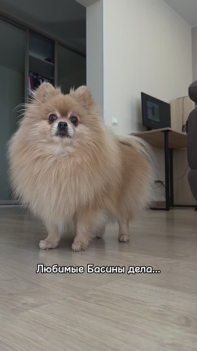 Басины любимые дела!