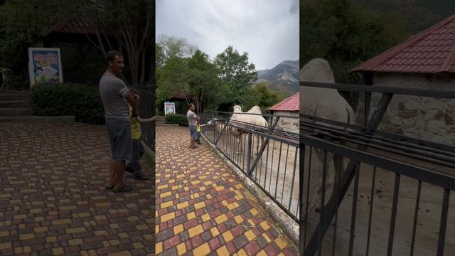 Мы идем в Ялтинский зоопарк «Сказка»!