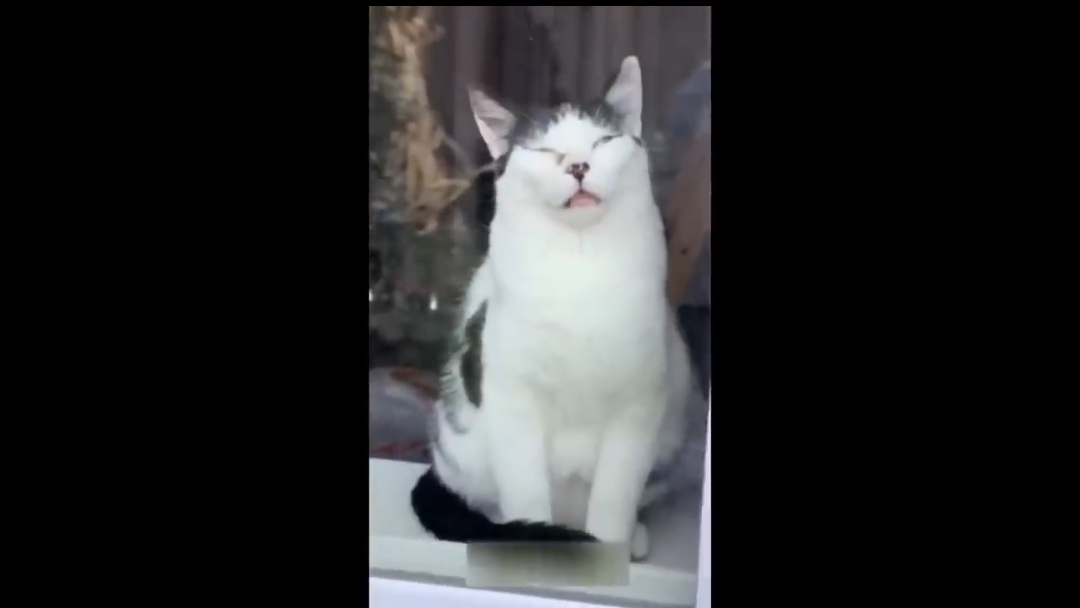 Приколы с котами! С ОЗВУЧКОЙ! СМЕШНЫЕ КОТЫ И КОШКИ! Самые смешные животные! До слез!