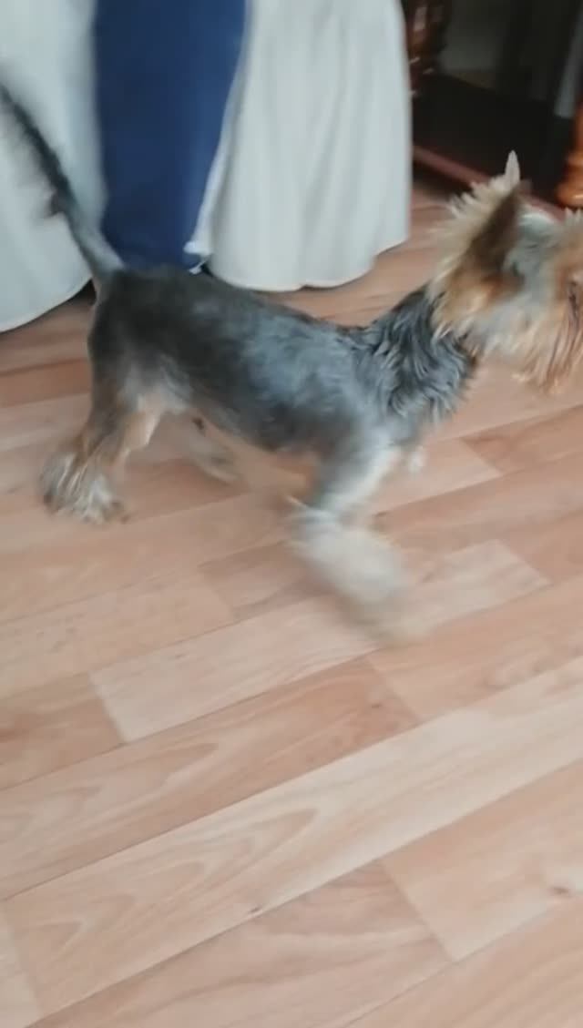 Комнатная собачка. Учим собачку лаять. Собачку зовут Монти.