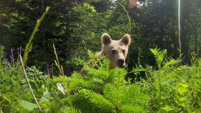 «В поисках медведей», Республика Адыгея