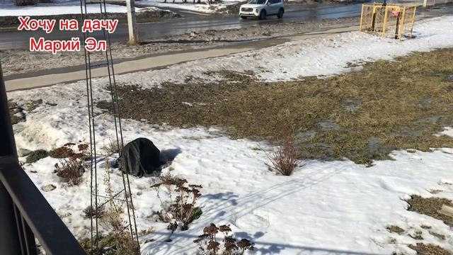 Занялась гиппеаструмом. Посев семян, на рассаду, продолжается . 7.03 25г.
